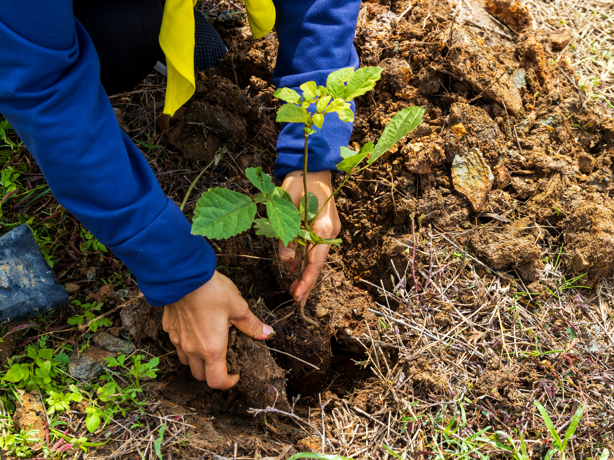 ICT Trees Inc. to give trees to homeowners in North Wichita - The ...